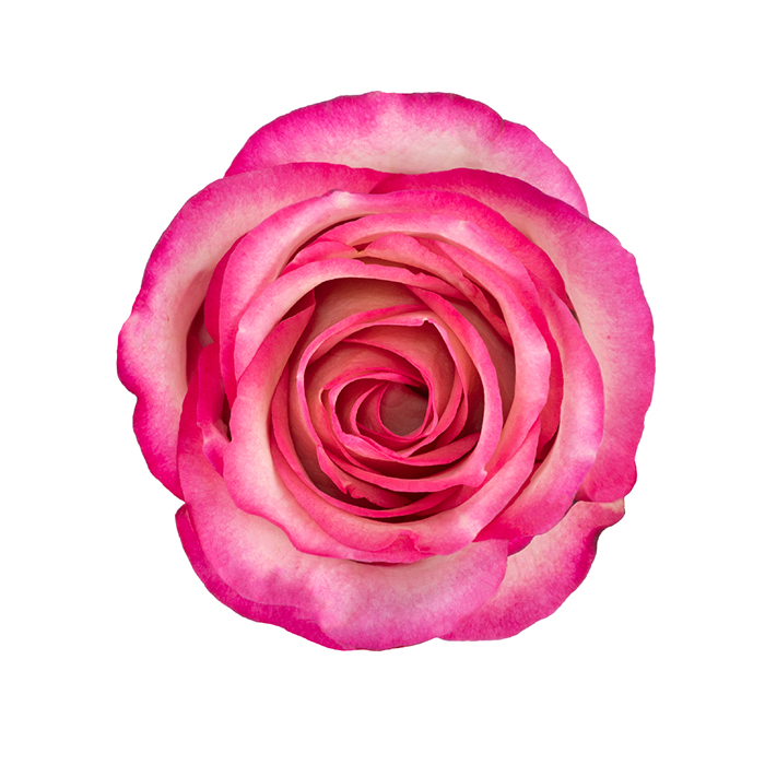 Carousel - Mystic Flowers