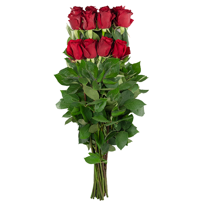 Cupido - Mystic Flowers