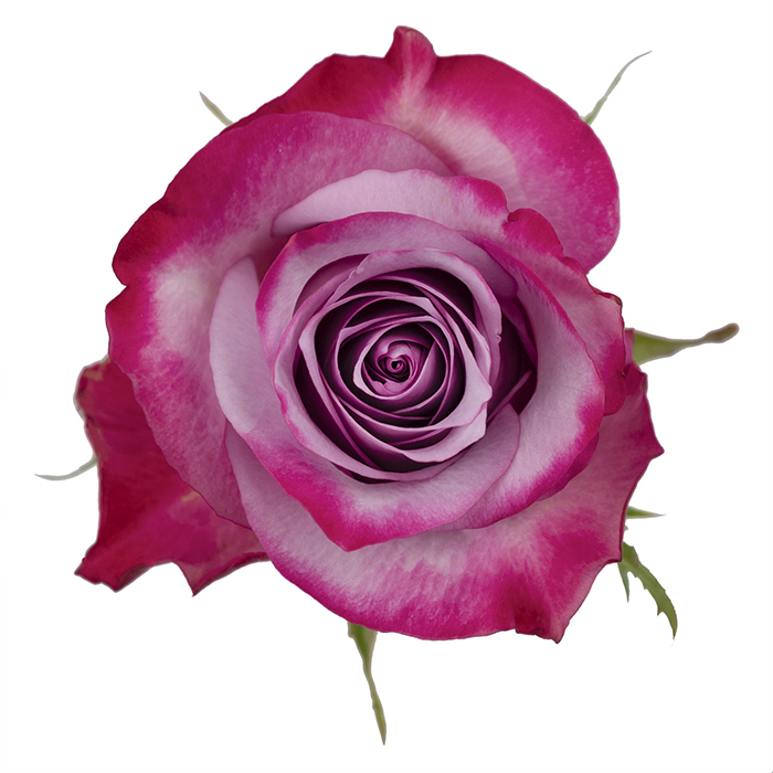 Deep Purple Rose