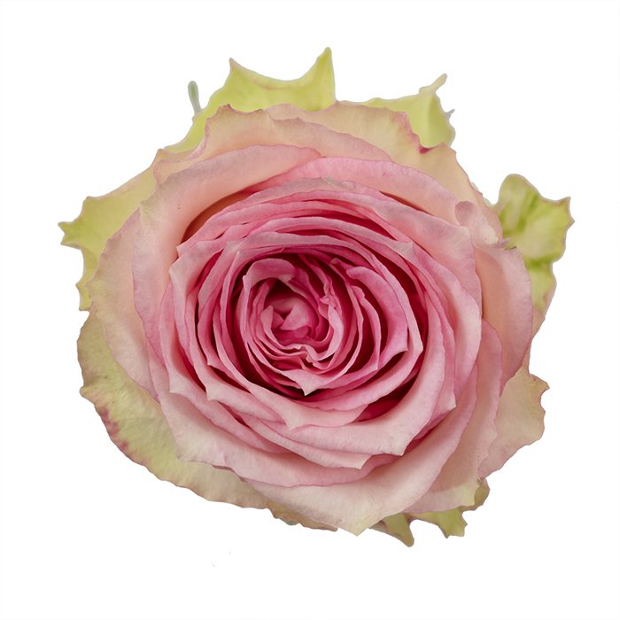 Esperance - Mystic Flowers