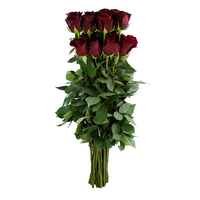 Explorer - Mystic Flowers