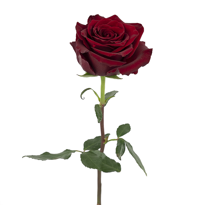 Explorer - Mystic Flowers