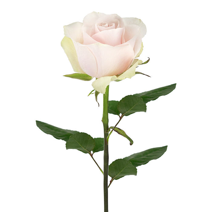 Frutteto - Mystic Flowers