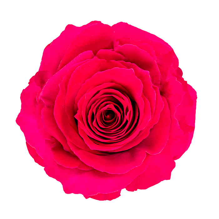 Gotcha - Mystic Flowers