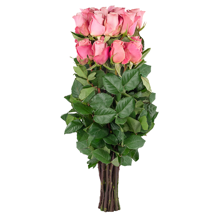 Hermosa - Mystic Flowers