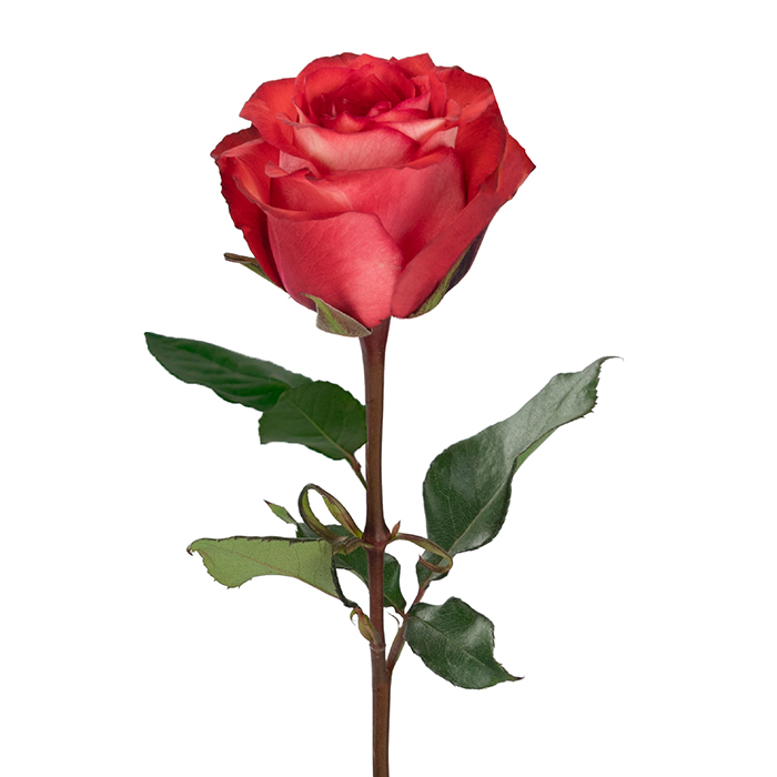 Iguana - Mystic Flowers