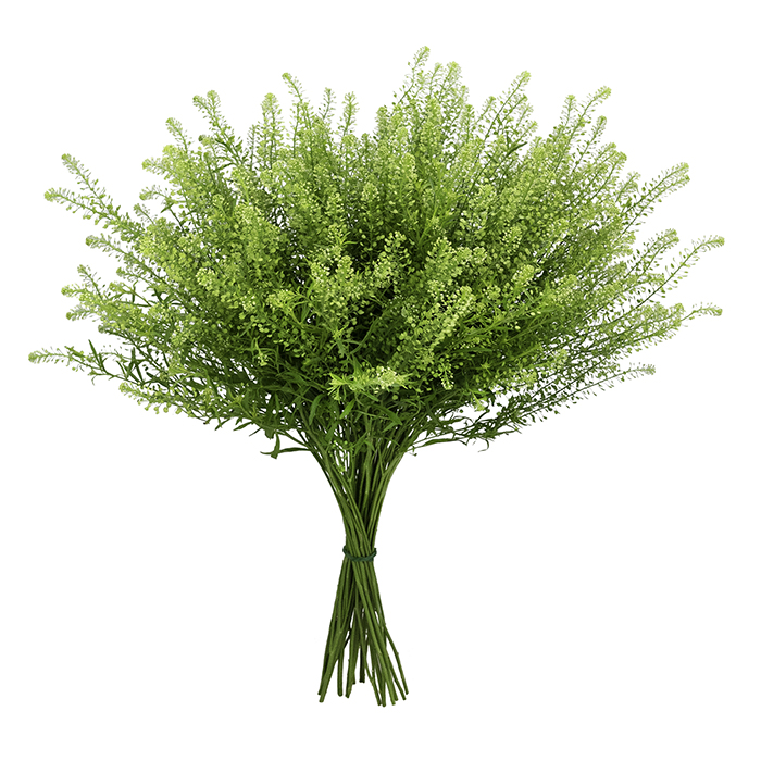 Lepidium Green Dragon | Pepper Grass - Mystic Flowers