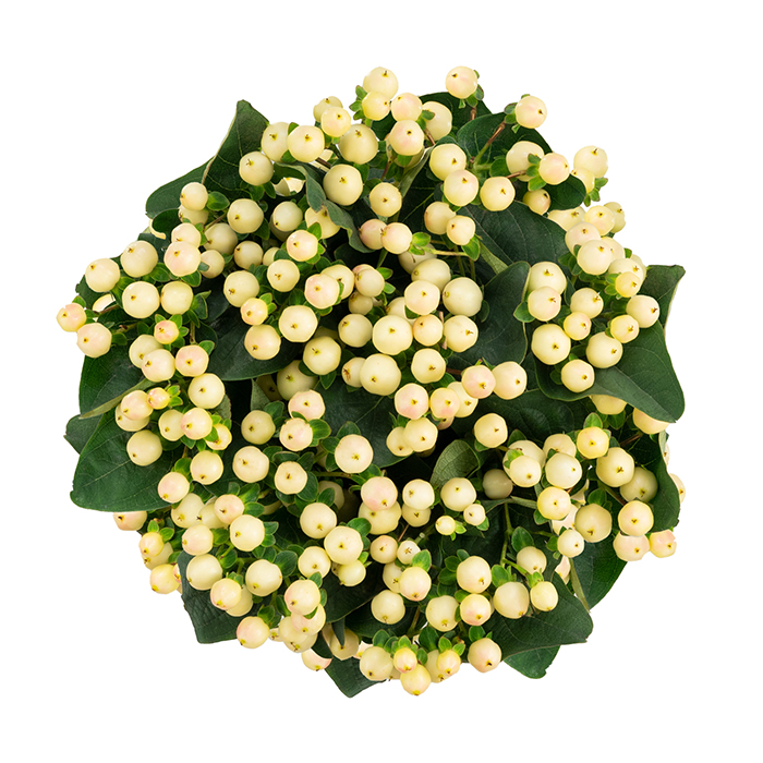 Hypericum White