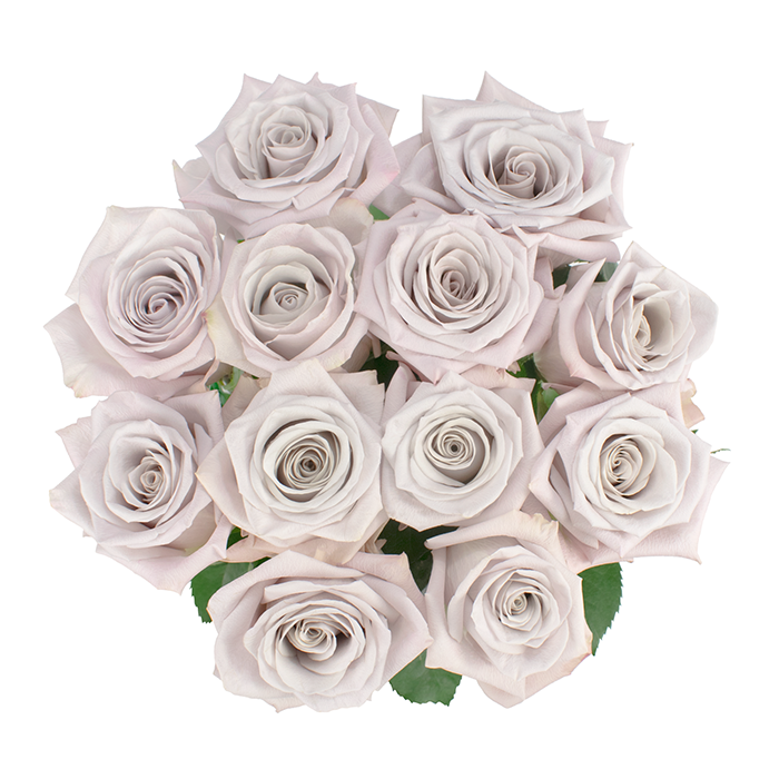 Menta - Mystic Flowers