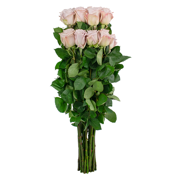 Menta - Mystic Flowers