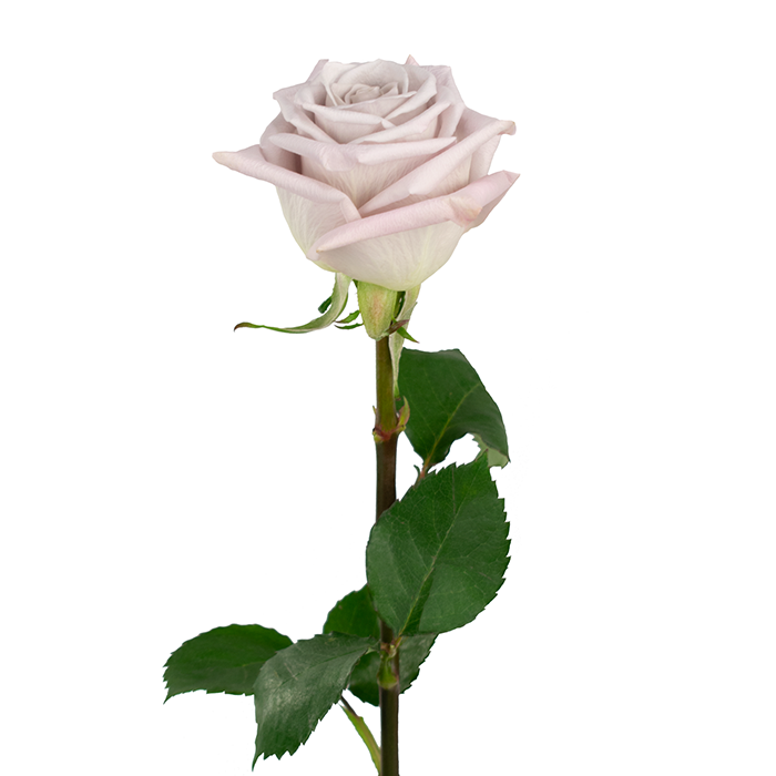 Menta - Mystic Flowers