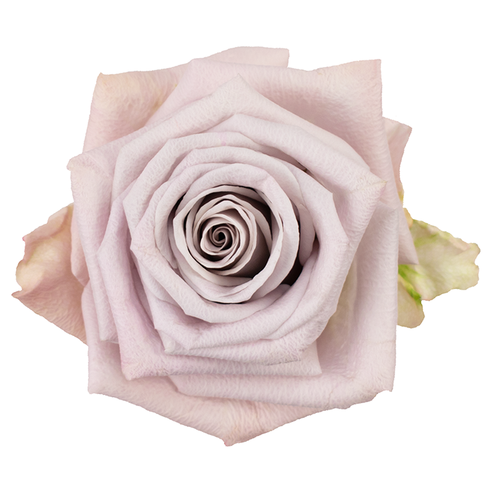 Menta - Mystic Flowers