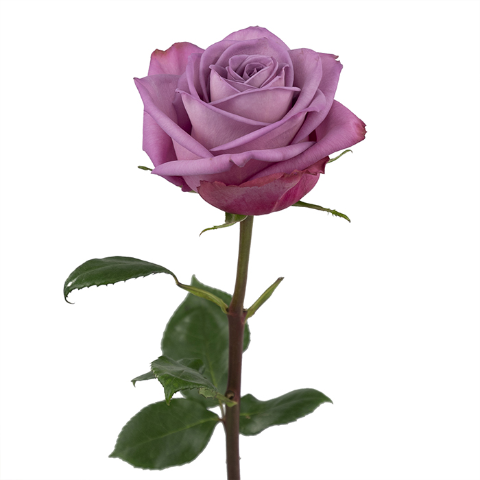 Moody Blue Rose