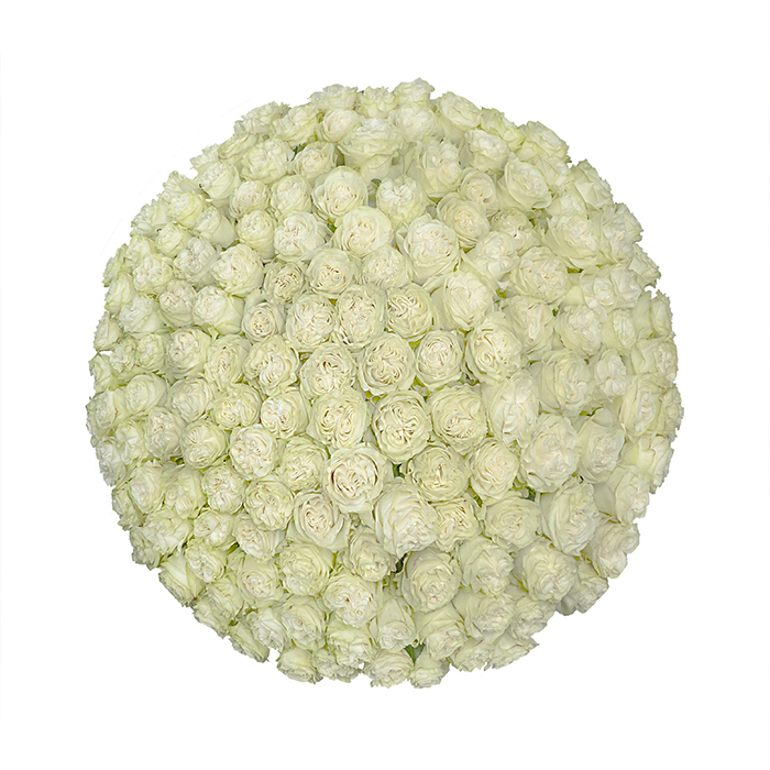 Moonstone - Mystic Flowers