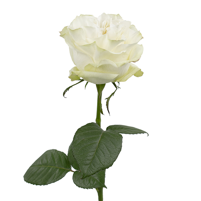 Moonstone - Mystic Flowers