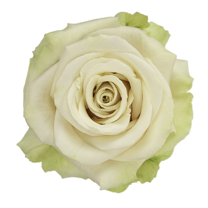 Be Sweet - Mystic Flowers