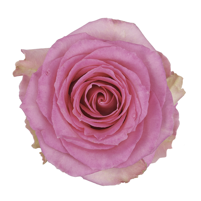 Sweet Unique - Mystic Flowers