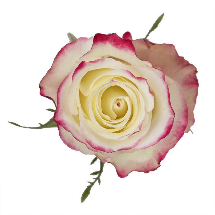 Sweetness - Mystic Flowers