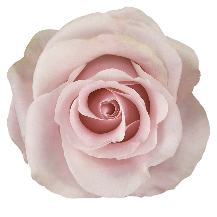 Titanic - Mystic Flowers