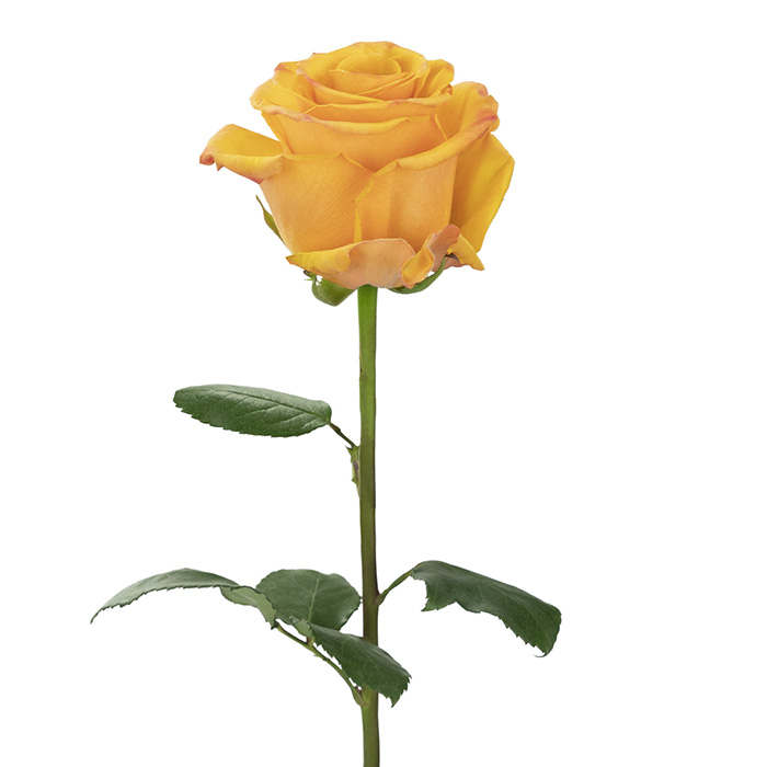 Tycoon - Mystic Flowers