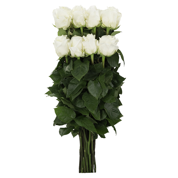 White Chocolate - Mystic Flowers