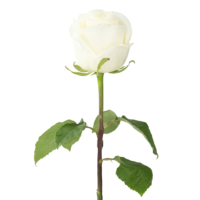 White Chocolate Rose