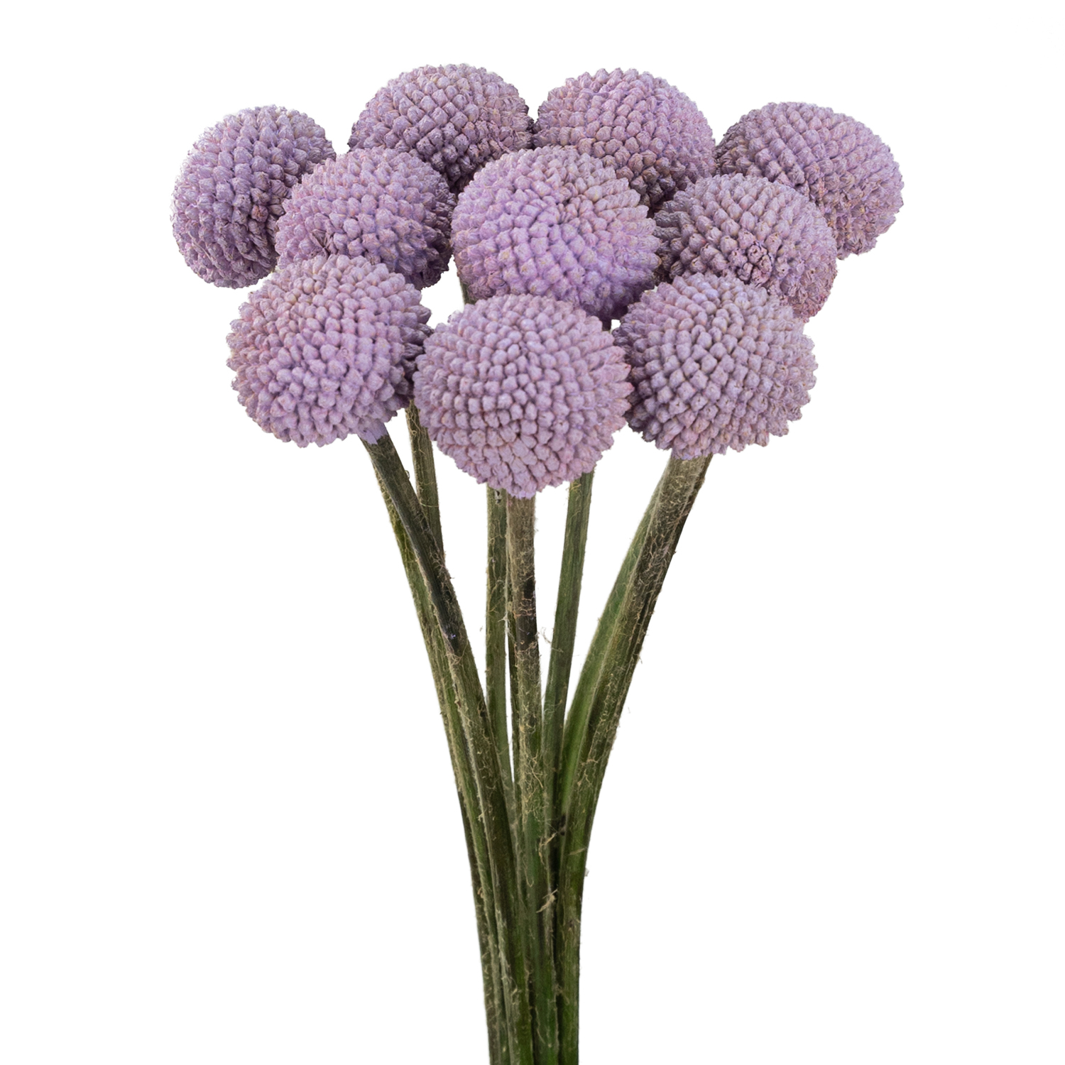 Natural Bubbly Blue - Mystic Flowers