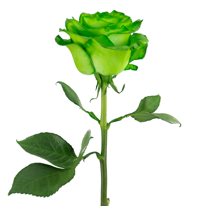 Single Green Rose FES Californian Single Essence – Grüne Rose (Rosa