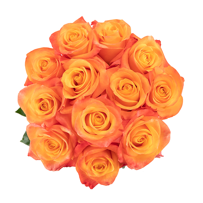 Aloha - Mystic Flowers