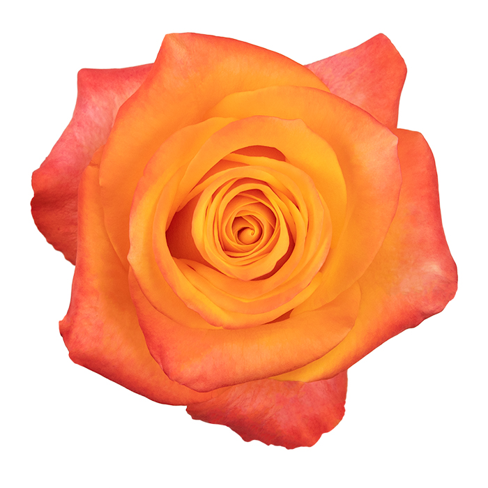 Aloha - Mystic Flowers