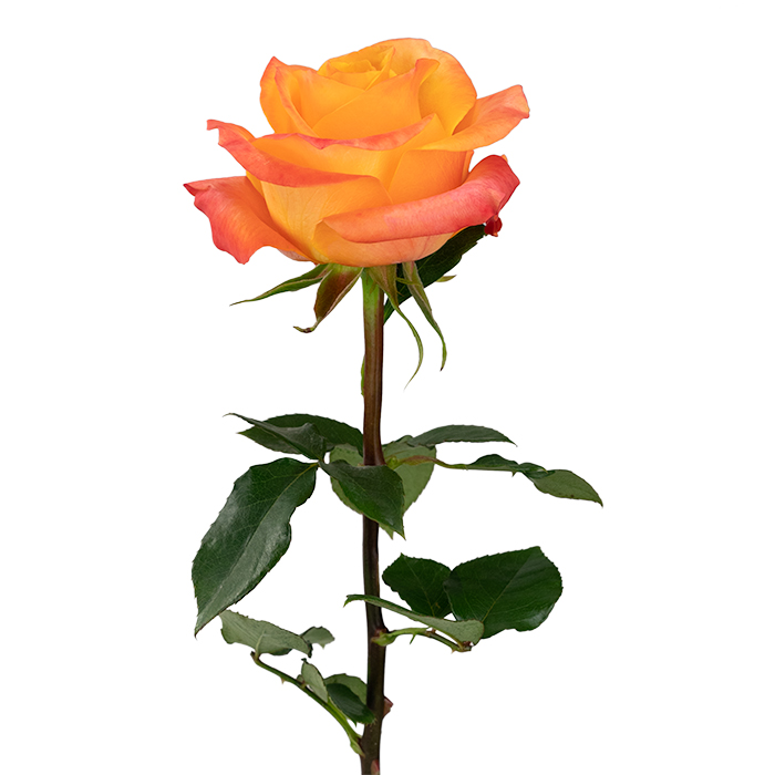 Aloha - Mystic Flowers