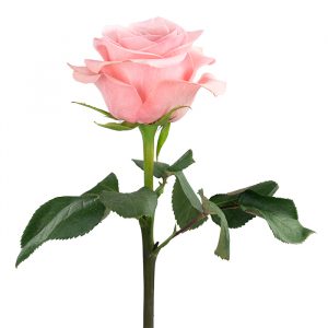 Be Sweet - Mystic Flowers