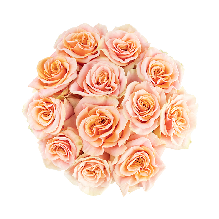 Phoenix - Mystic Flowers