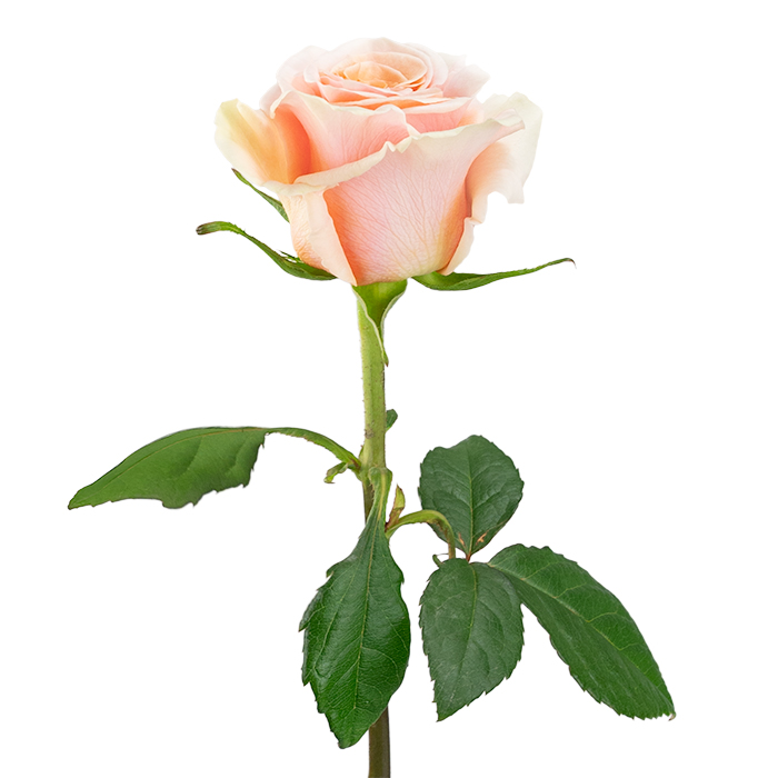 Phoenix - Mystic Flowers