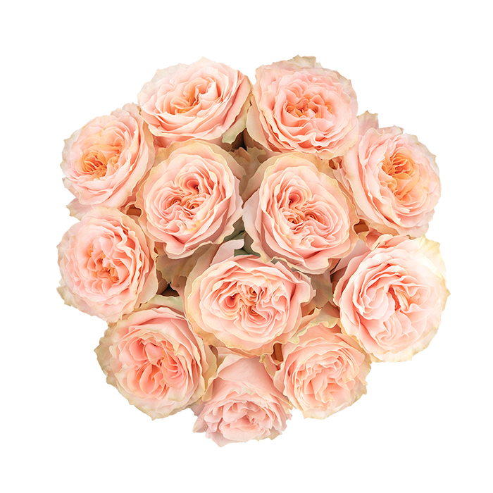 Princess Crown - Mystic Flowers