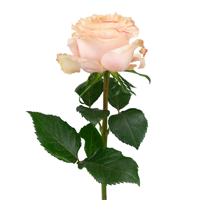 Princess Crown - Mystic Flowers