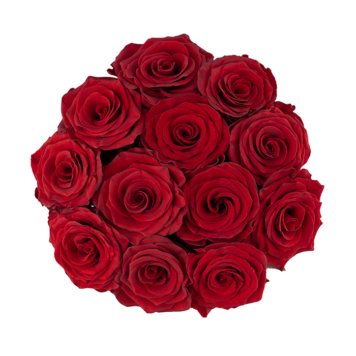 Rediant - Mystic Flowers