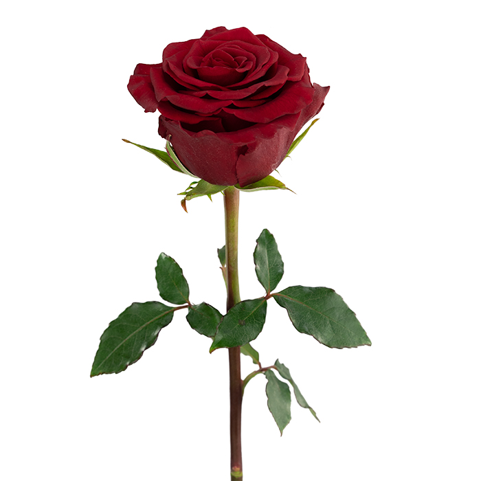 Rediant - Mystic Flowers