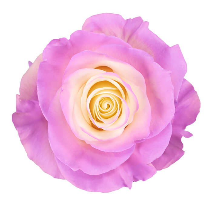 Sweet Pink - Mystic Flowers