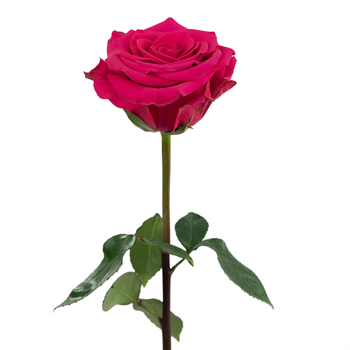 V.I.Pink - Mystic Flowers