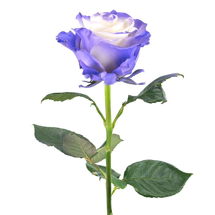 Very Peri - Mystic Flowers