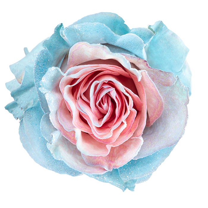 Baby Pink Baby Blue - Mystic Flowers