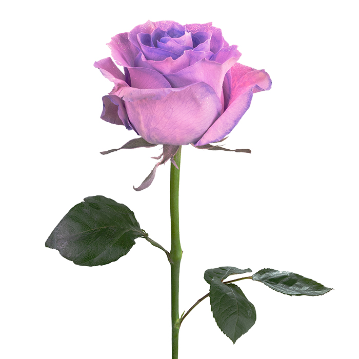 Single Lavender Roses