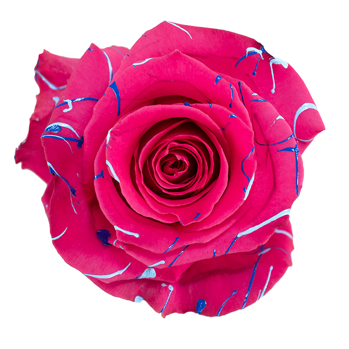 Splash Hot Pink Blue & Baby Blue - Mystic Flowers