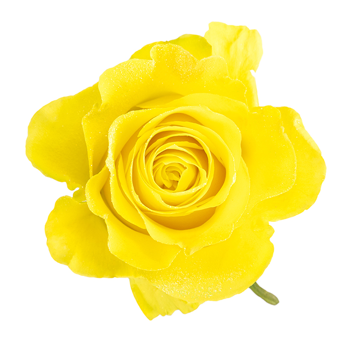 Yellow Glitter - Mystic Flowers