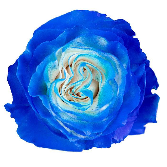 Blue Love - Mystic Flowers