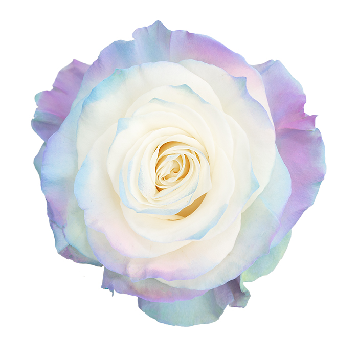 Sweet Aurora - Mystic Flowers