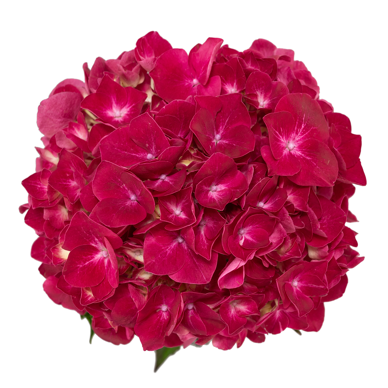 Home - Mystic Flowers