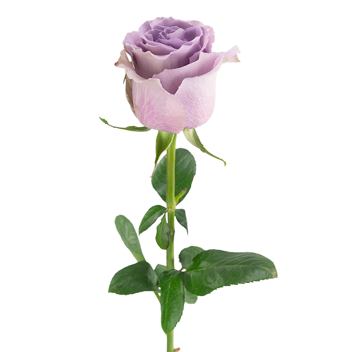 Grey Knights - Mystic Flowers