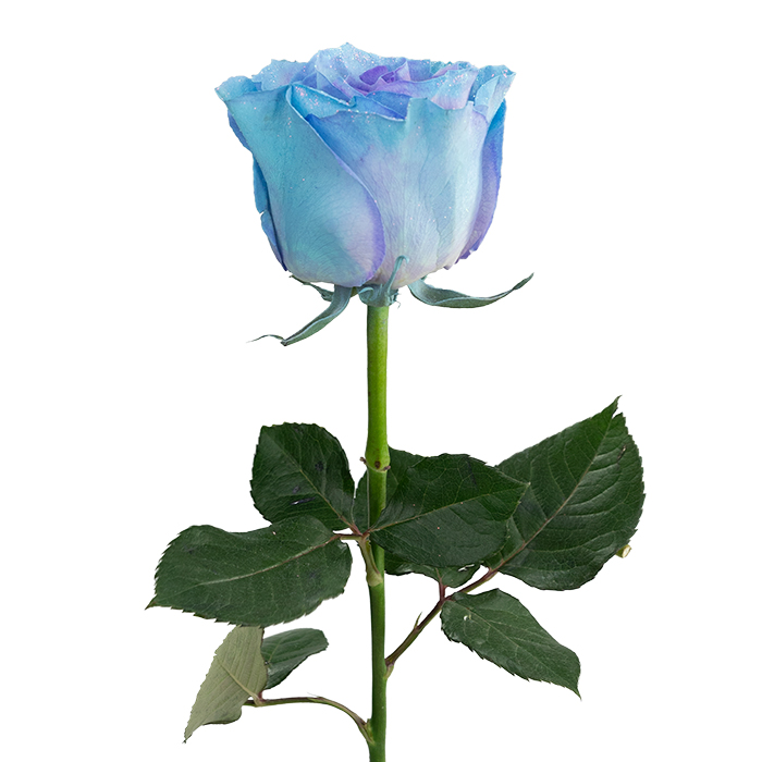 Single Light Blue Rose